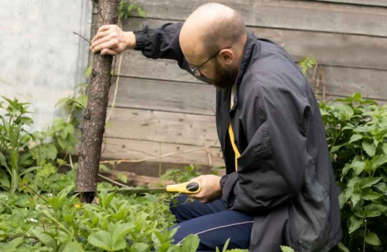 Comment faire couper un arbre gratuitement chez soi ? - Hydrogaia Home